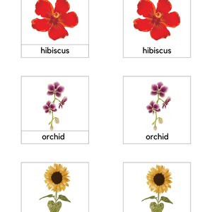 Montessori 3 Part Cards/flower Language Cards/spring Flowers/emergent ...