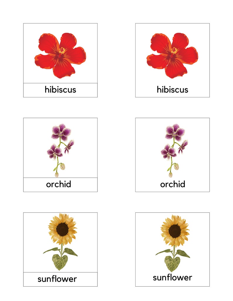 Montessori 3 Part Cards/flower Language Cards/spring Flowers/emergent ...