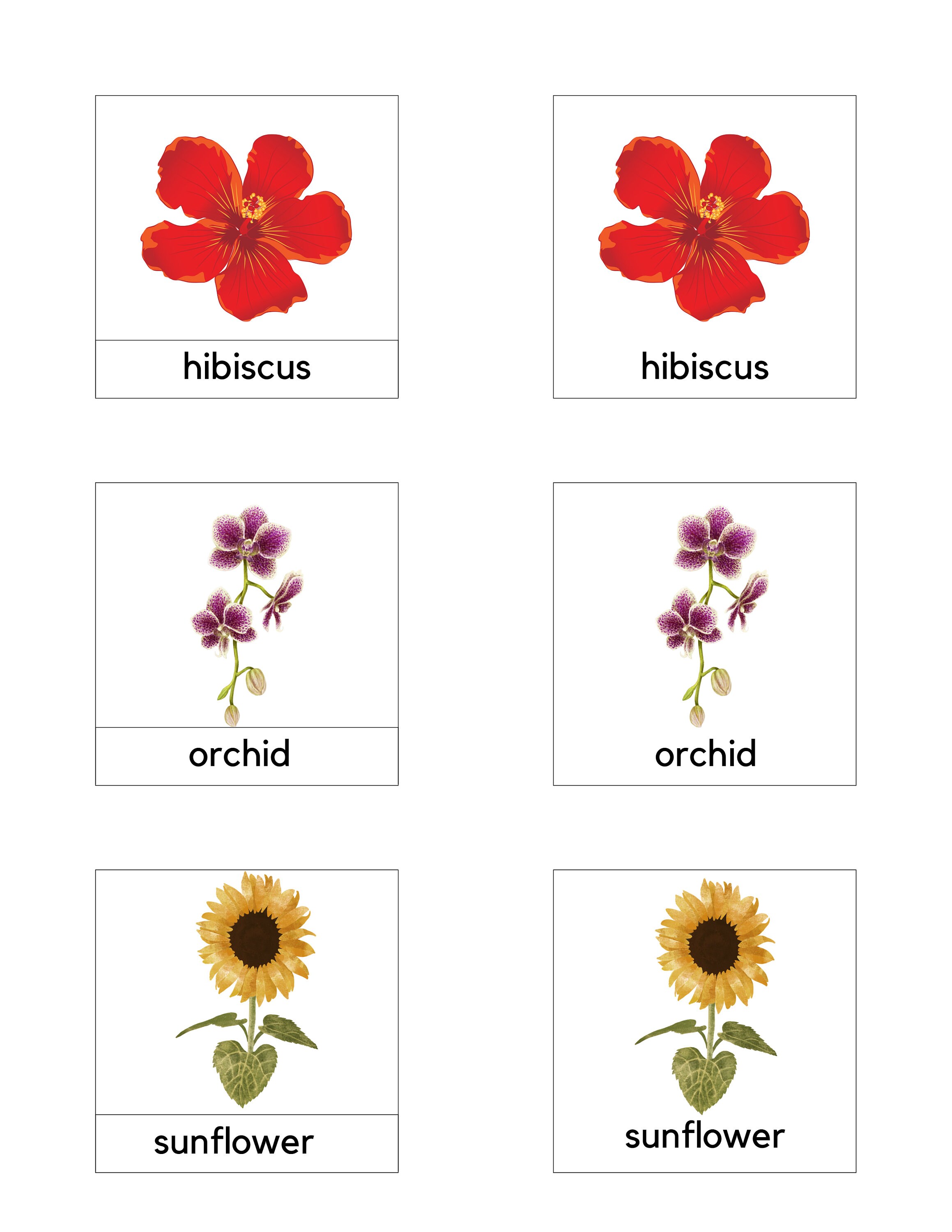 Montessori 3 Part Cards/flower Language Cards/spring Flowers/emergent ...