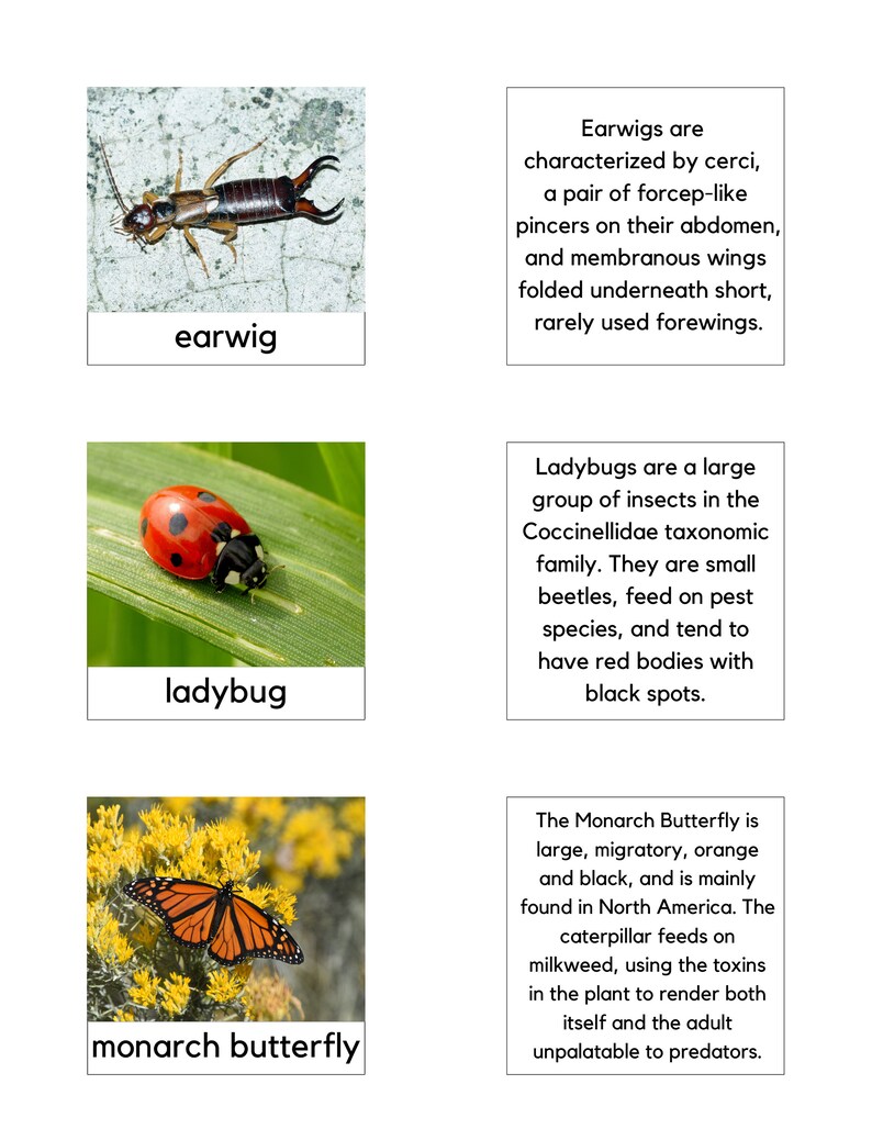 Montessori Bug Language Set/ 3 Part Cards/ Definition Booklet/ Memory ...