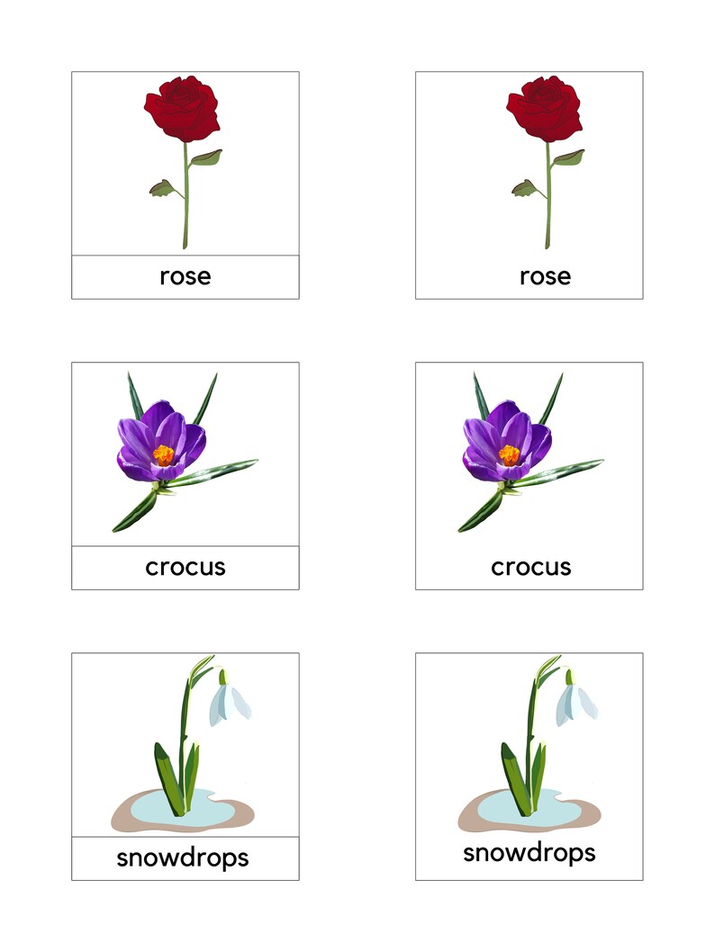 Montessori 3 Part Cards/flower Language Cards/spring Flowers/emergent ...