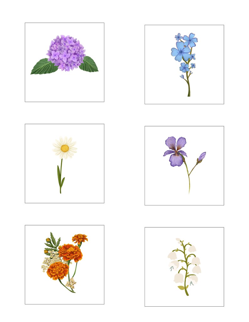 Montessori Nomenclature Cards/ Flower Classified Cards/printable - Etsy