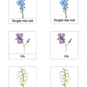 Montessori 3 Part Cards/flower Language Cards/spring Flowers/emergent ...