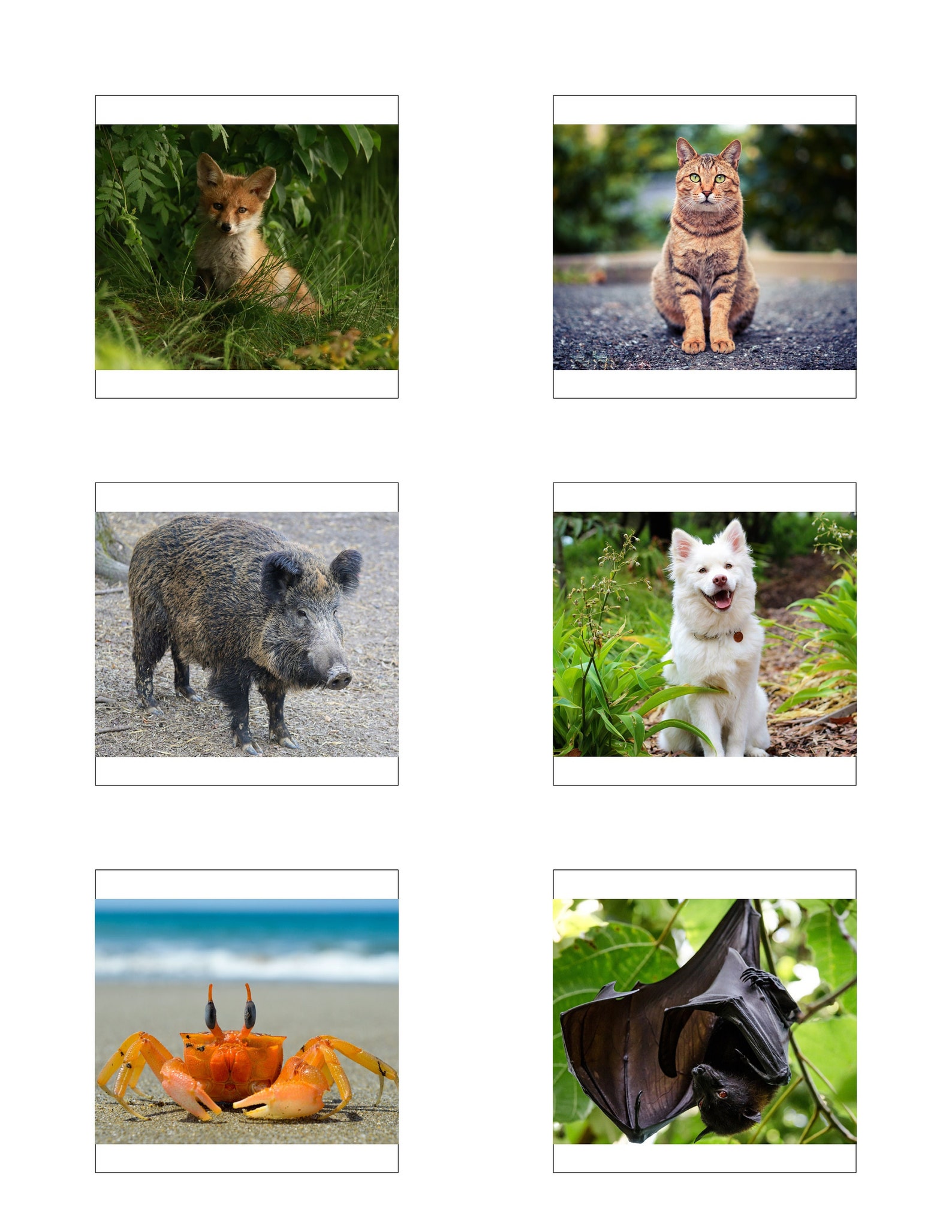 Montessori Classified Cards/ Nomenclature Phonetic Animals/ Printable ...