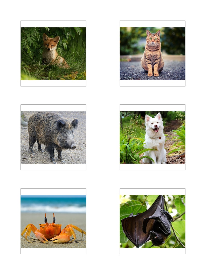 Montessori Classified Cards/ Nomenclature Phonetic Animals/ Printable ...