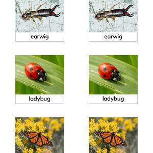 Montessori 3 Part Cards Beneficial Insects/ Bug Unit/ Garden Unit - Etsy