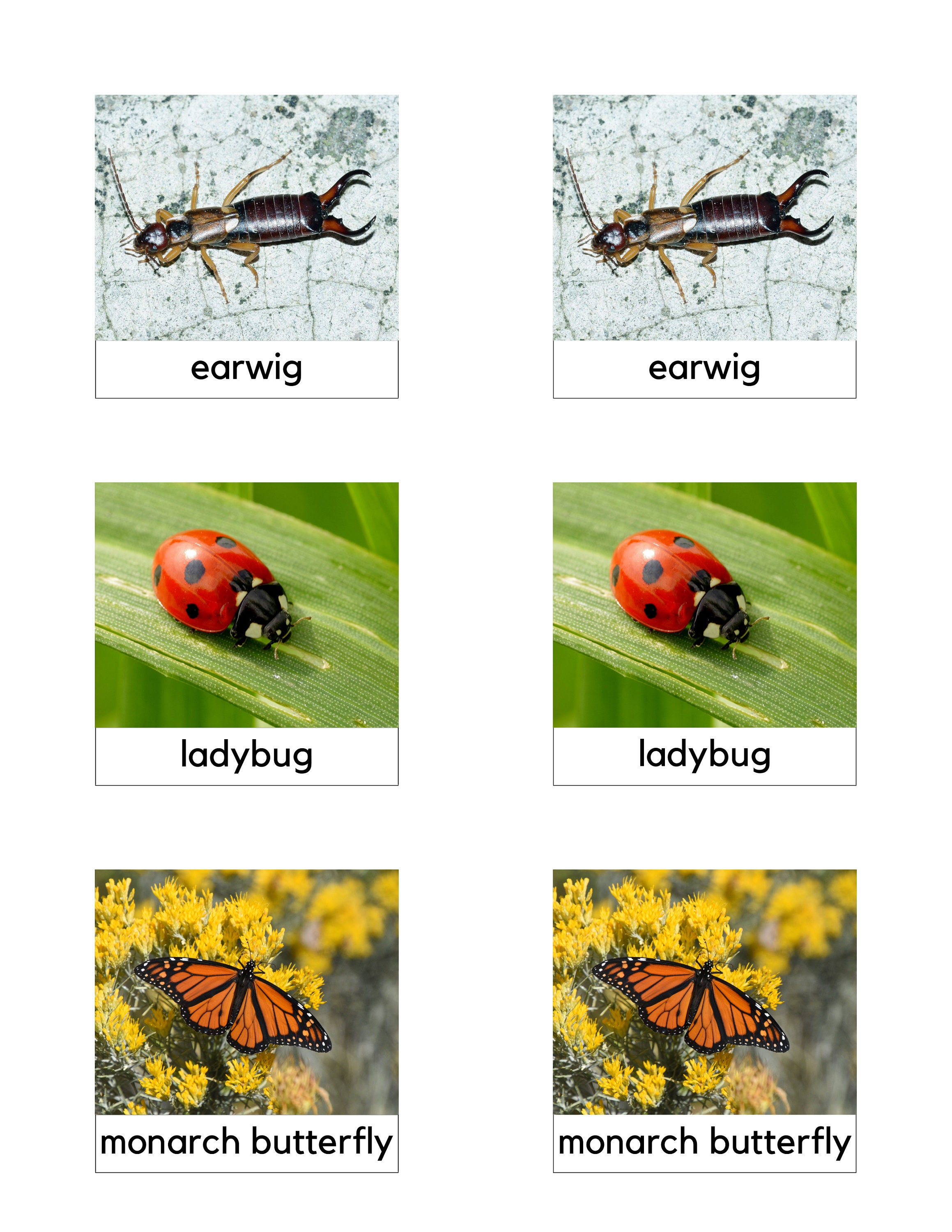 Montessori 3 Part Cards Beneficial Insects/ Bug Unit/ Garden Unit - Etsy