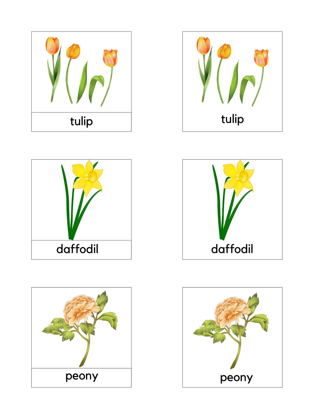 Montessori 3 Part Cards/flower Language Cards/spring Flowers/emergent ...