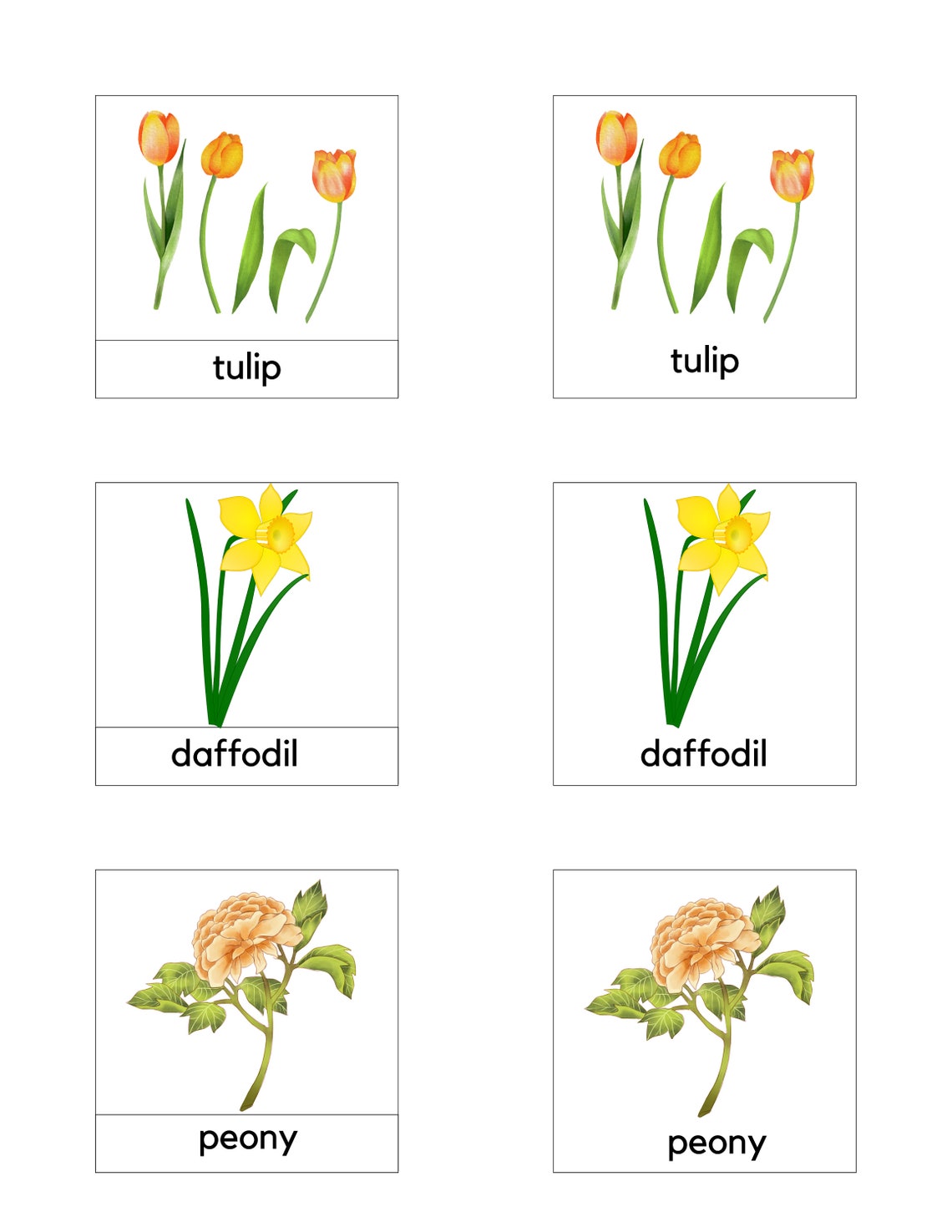 Montessori 3 Part Cards/flower Language Cards/spring Flowers/emergent ...