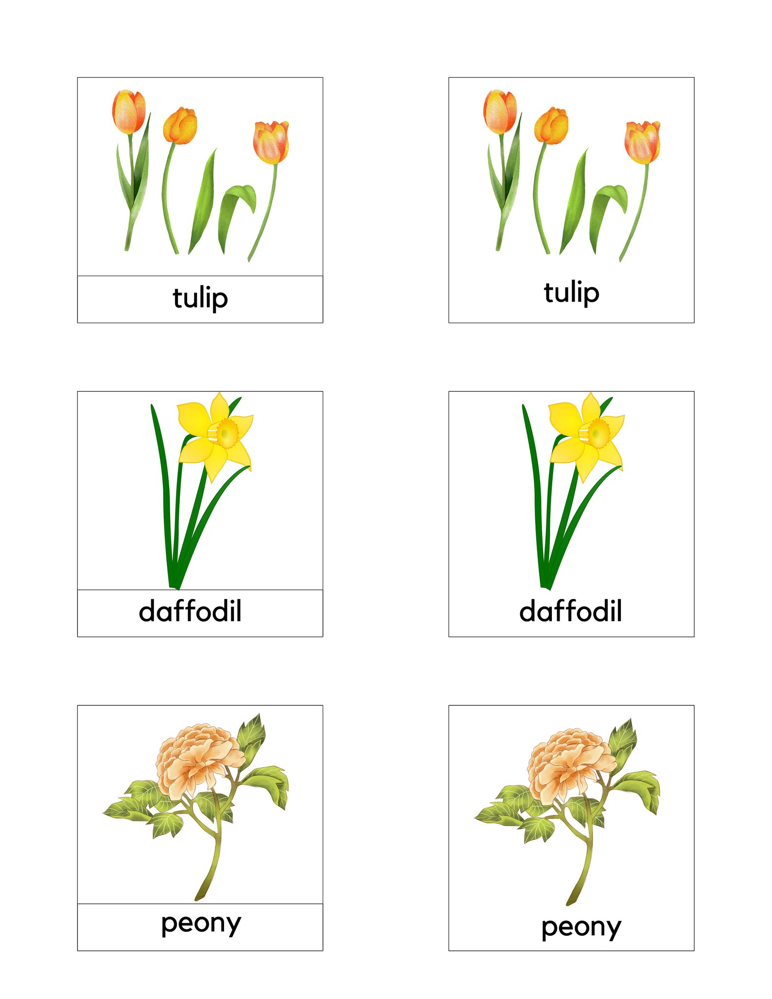 Montessori 3 Part Cards/flower Language Cards/spring Flowers/emergent ...