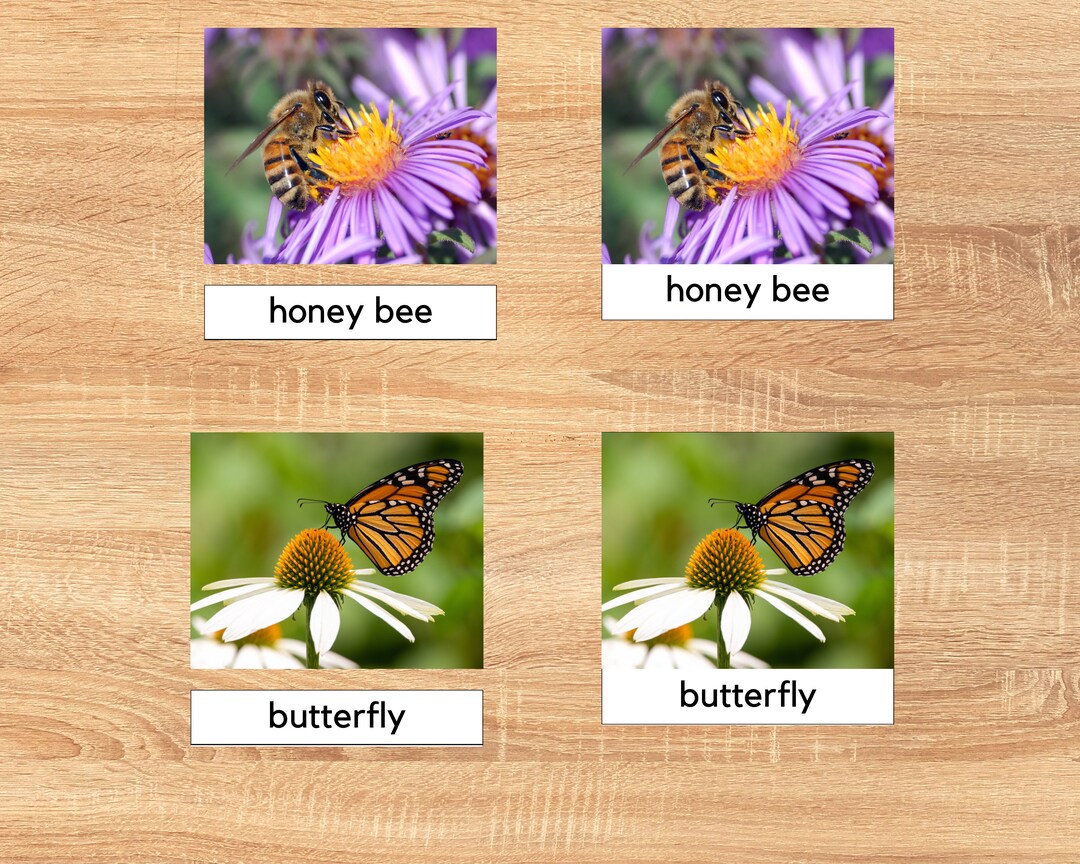Montessori Pollinator 3 Part Cards/montessori Spring Unit/printable - Etsy