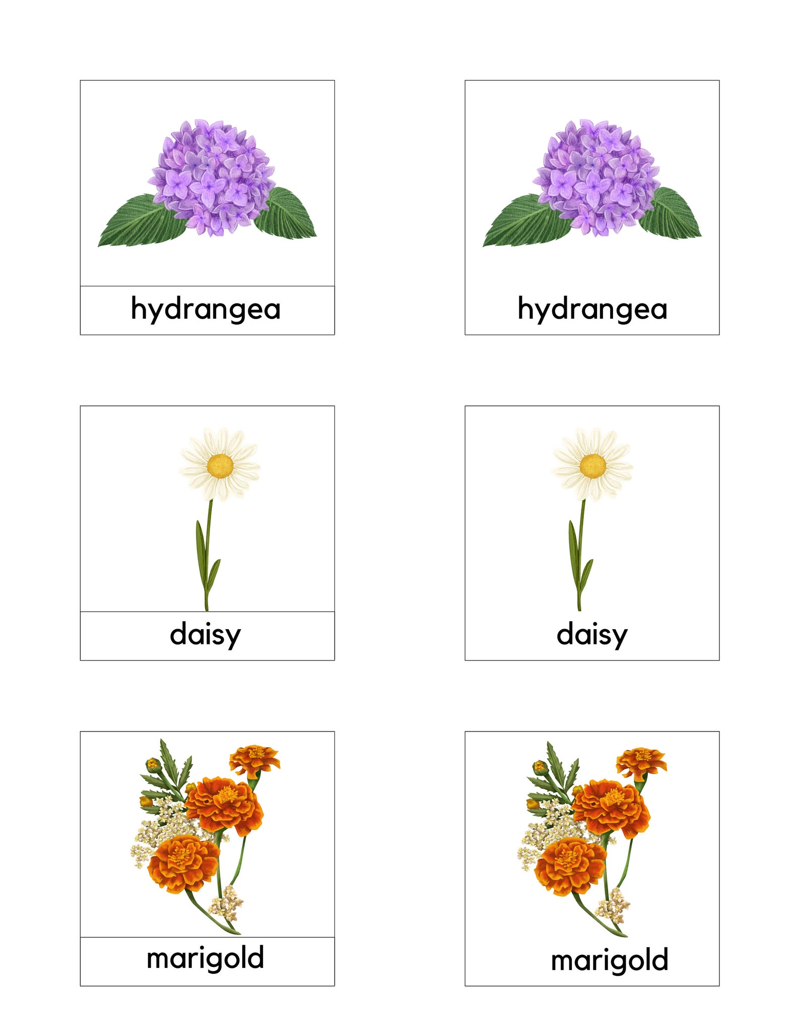 Montessori 3 Part Cards/flower Language Cards/spring Flowers/emergent ...
