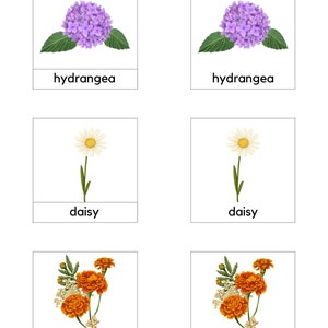 Montessori 3 Part Cards/flower Language Cards/spring Flowers/emergent ...
