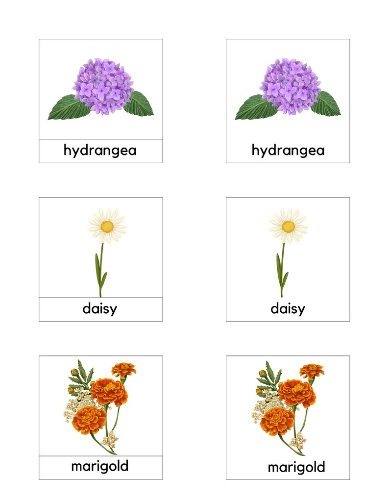 Montessori 3 Part Cards/flower Language Cards/spring Flowers/emergent ...