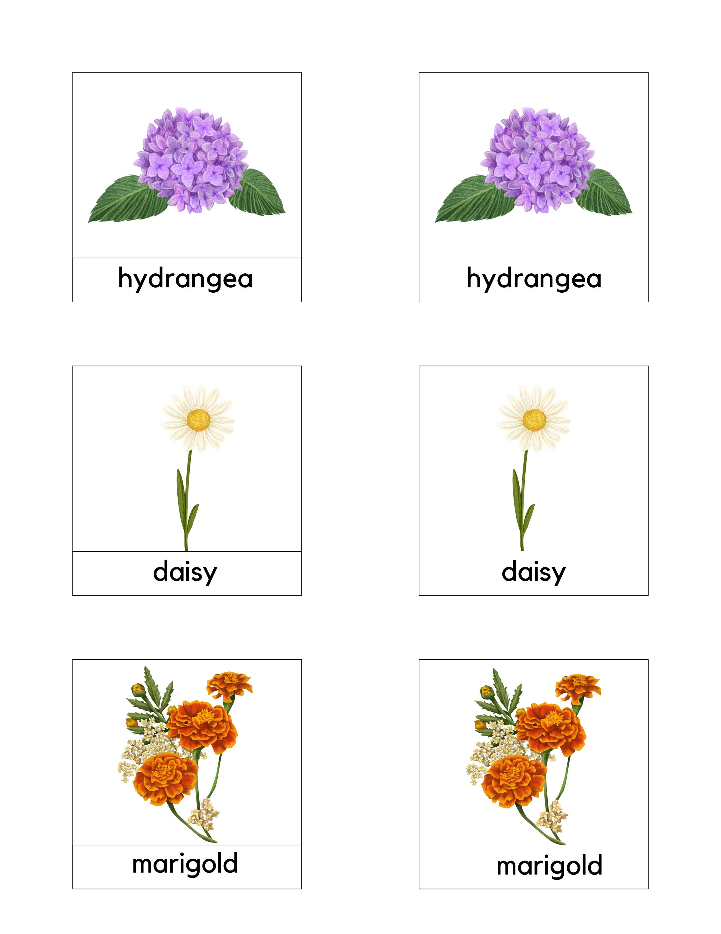 Montessori 3 Part Cards/flower Language Cards/spring Flowers/emergent ...