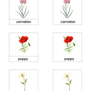 Montessori 3 Part Cards/flower Language Cards/spring Flowers/emergent ...