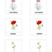 Montessori 3 Part Cards/flower Language Cards/spring Flowers/emergent ...