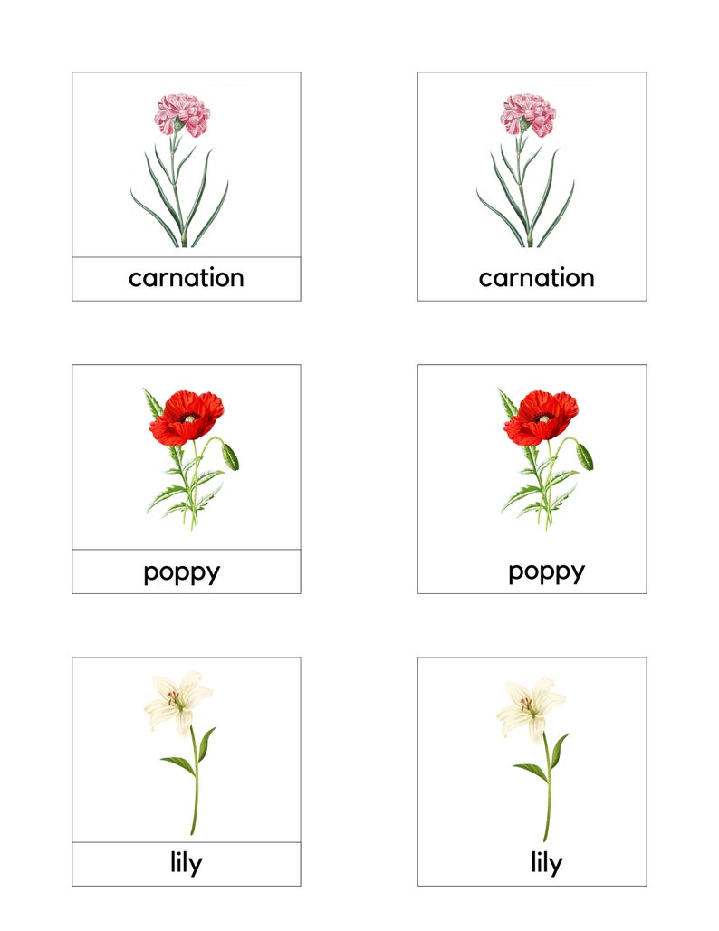 Montessori 3 Part Cards/flower Language Cards/spring Flowers/emergent ...
