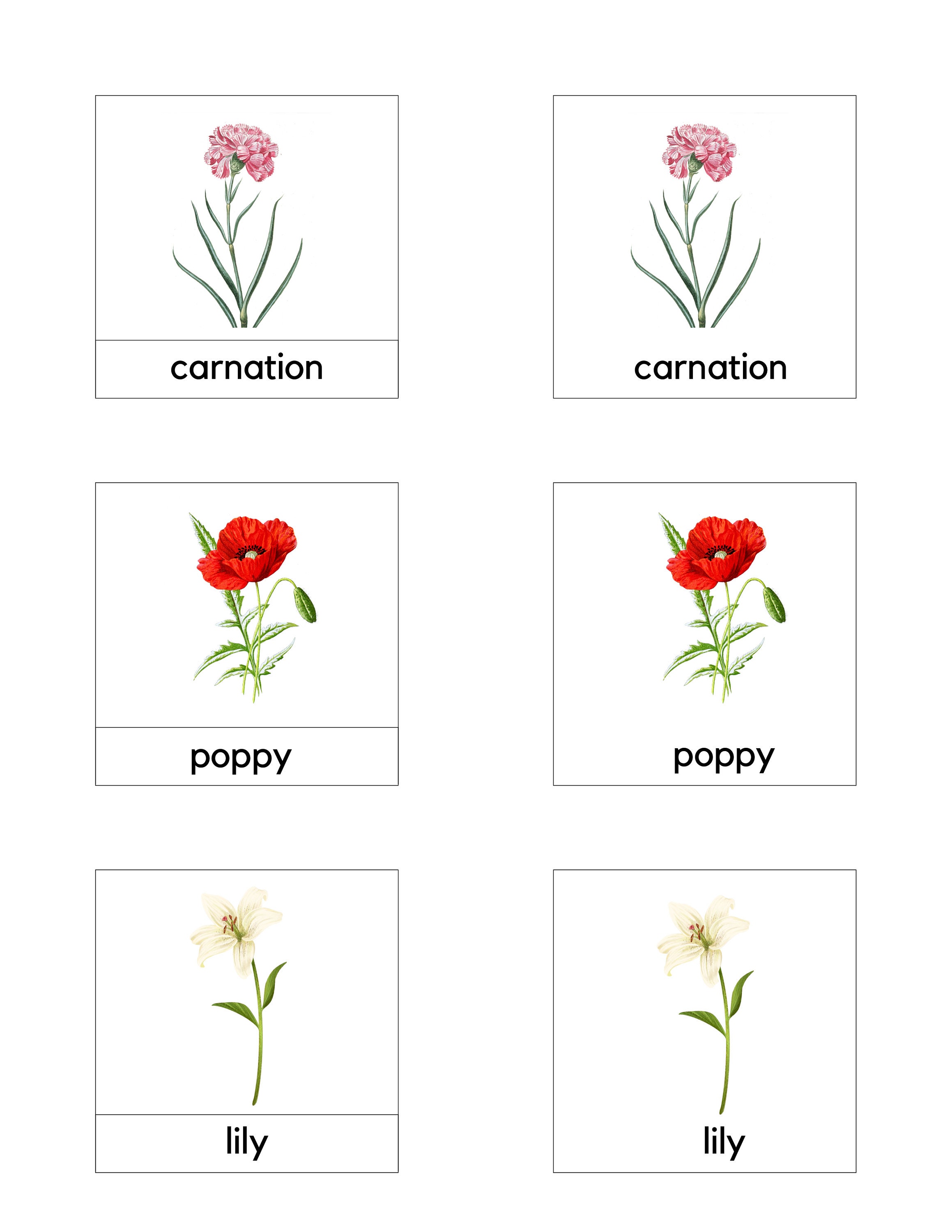 Montessori 3 Part Cards/flower Language Cards/spring Flowers/emergent ...