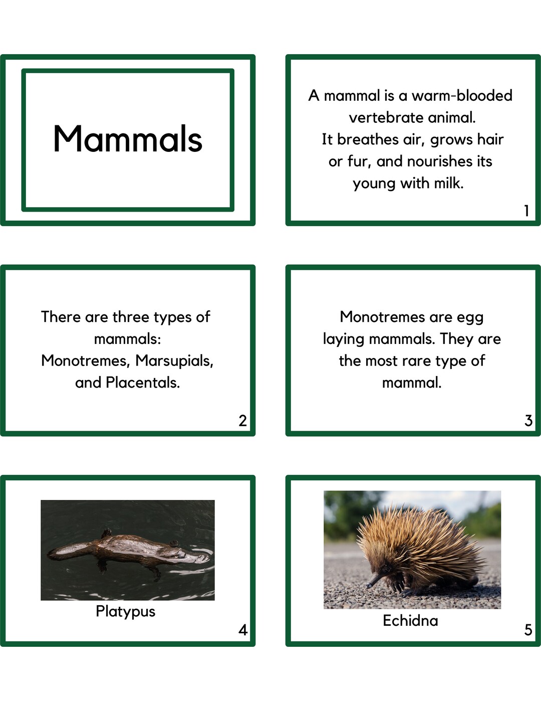 Types of Mammals/ Montessori Booklet/ Printable Montessori - Etsy
