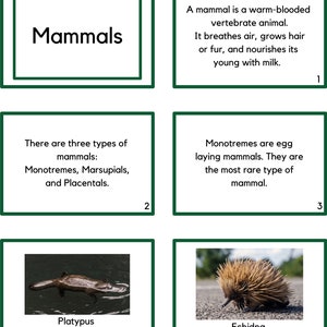 Types of Mammals/ Montessori Booklet/ Printable Montessori - Etsy