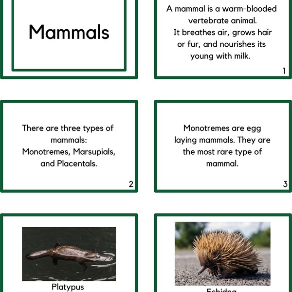 Types of Mammals/ Montessori Booklet/ Printable Montessori - Etsy