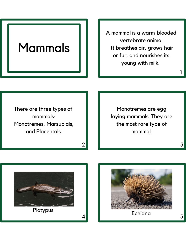 Types of Mammals/ Montessori Booklet/ Printable Montessori - Etsy