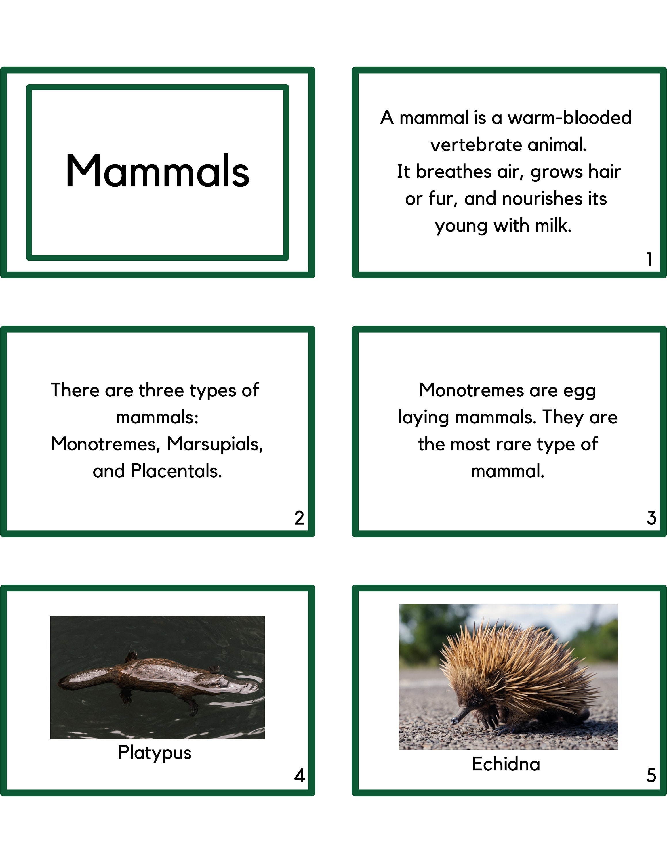 Types of Mammals/ Montessori Booklet/ Printable Montessori - Etsy