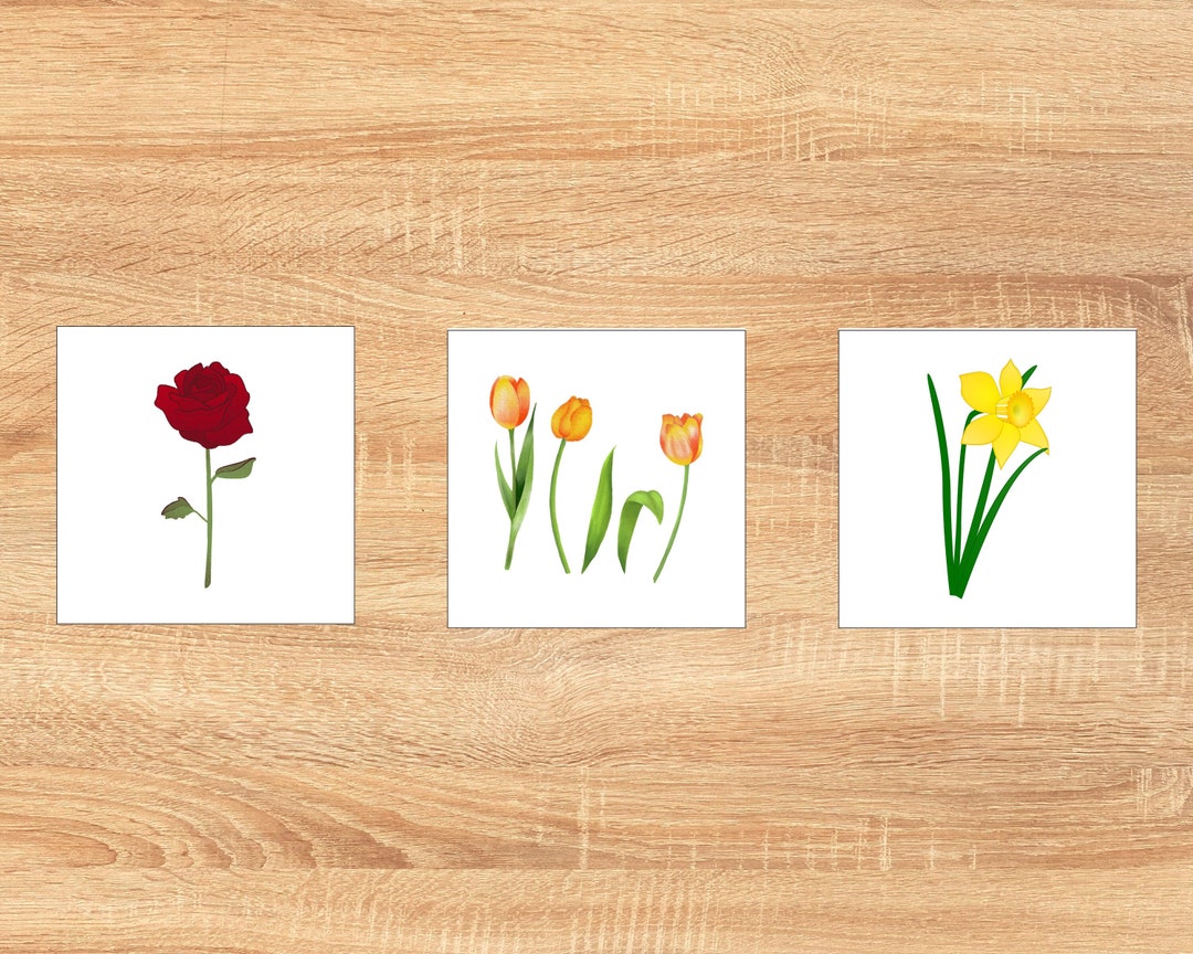 Montessori Nomenclature Cards/ Flower Classified Cards/printable - Etsy