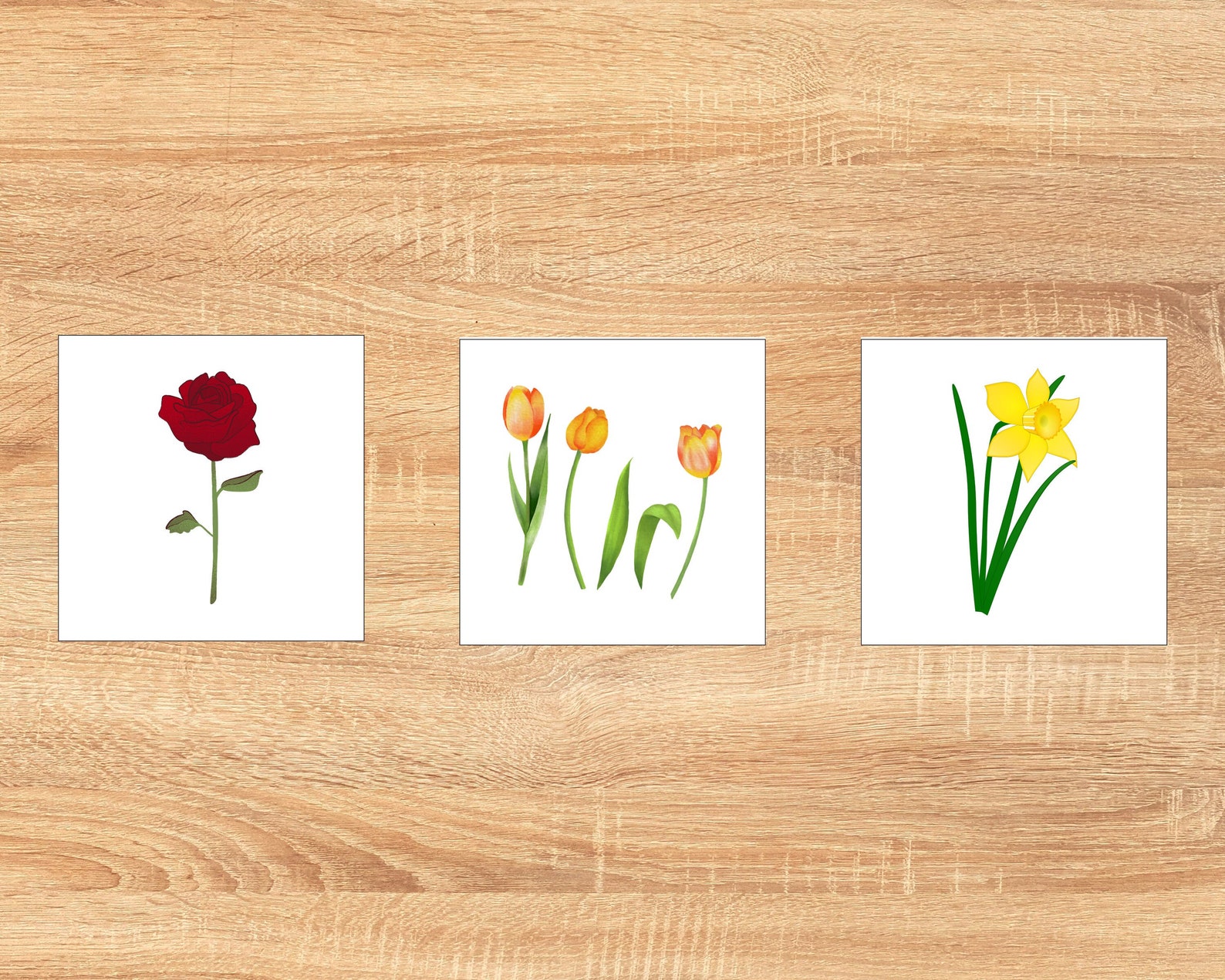 Montessori Nomenclature Cards/ Flower Classified Cards/printable - Etsy