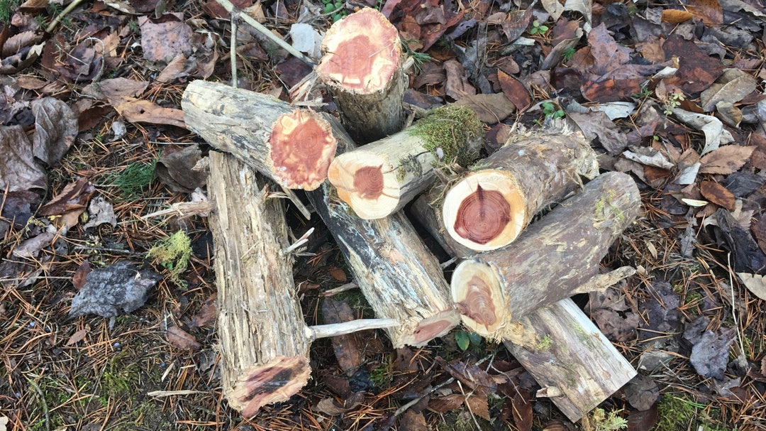4 Pcs Red Cedar Log Bundle: Raw Cut, Craft Wood, Aromatic 10 Inches - Etsy
