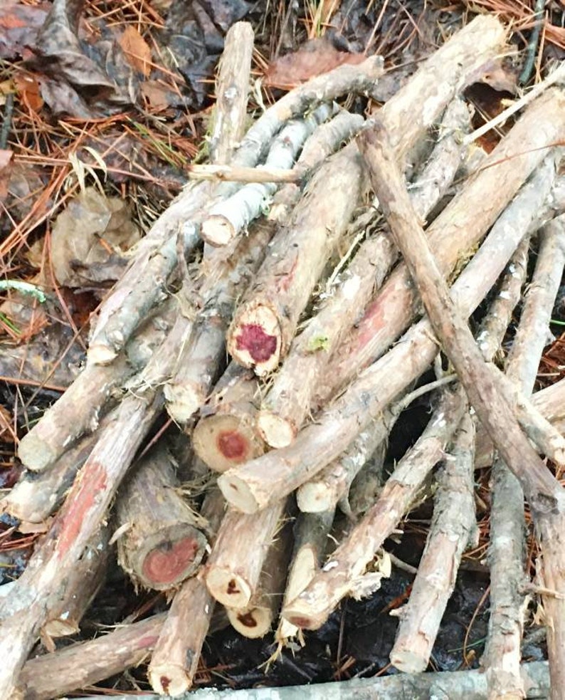 Eastern Red Cedar 20-25 Pc Stick / Twig Bundle, Locally and Sustainably ...