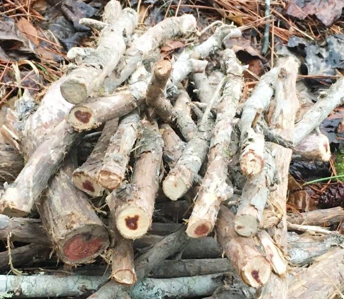 Eastern Red Cedar 20-25 Pc Stick / Twig Bundle, Locally and Sustainably ...