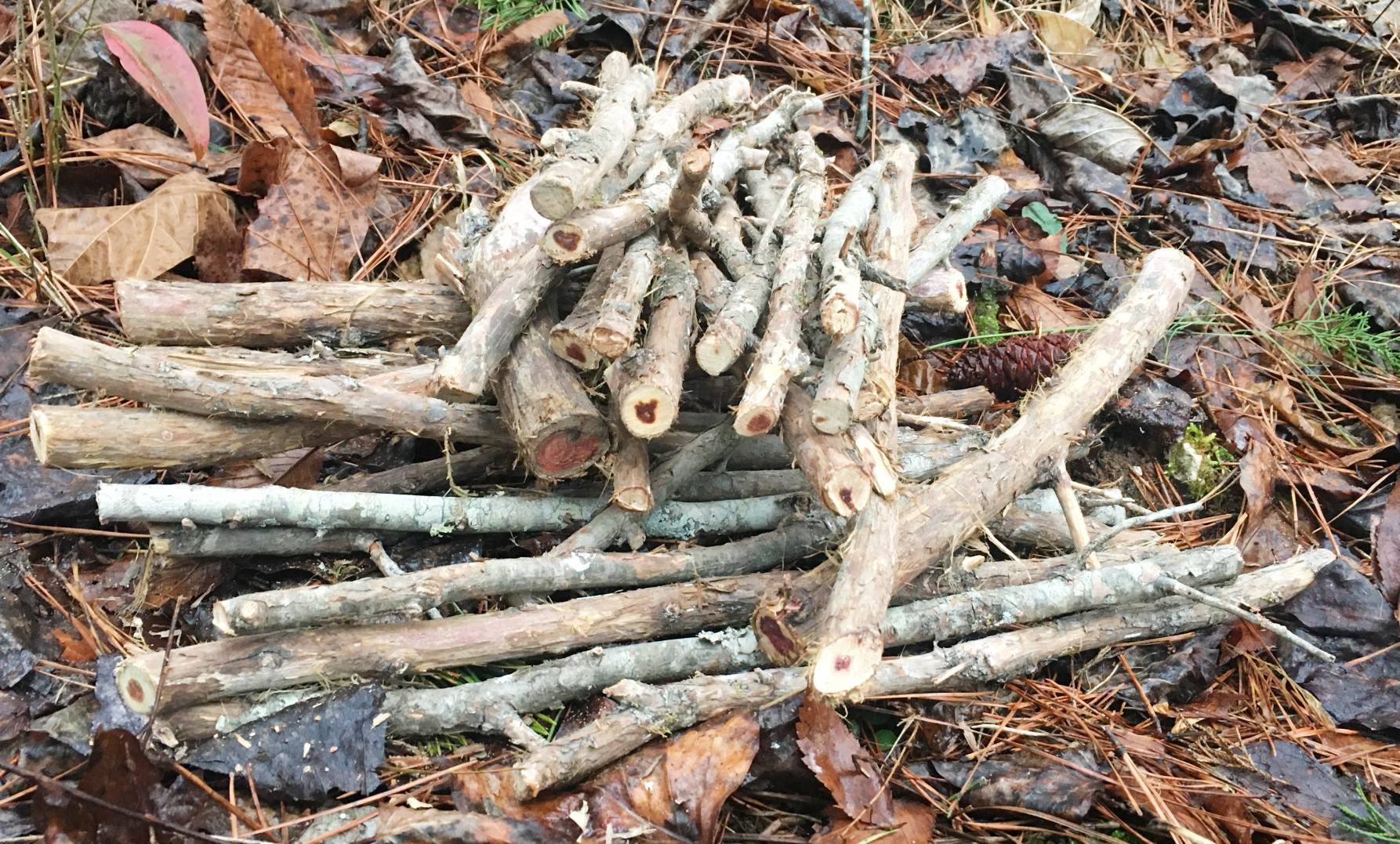 Eastern Red Cedar 20-25 Pc Stick / Twig Bundle, Locally and Sustainably ...