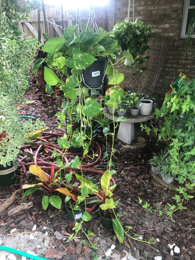 Thai Constellation Rooted and Growing Feni Leaf. - Etsy