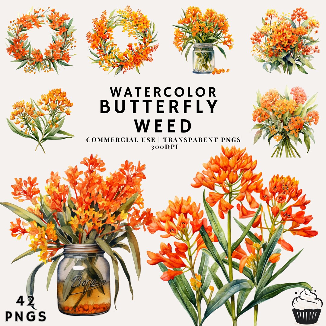 Watercolor Butterfly Weed Bundle Clipart | PNG | Commercial Use ...