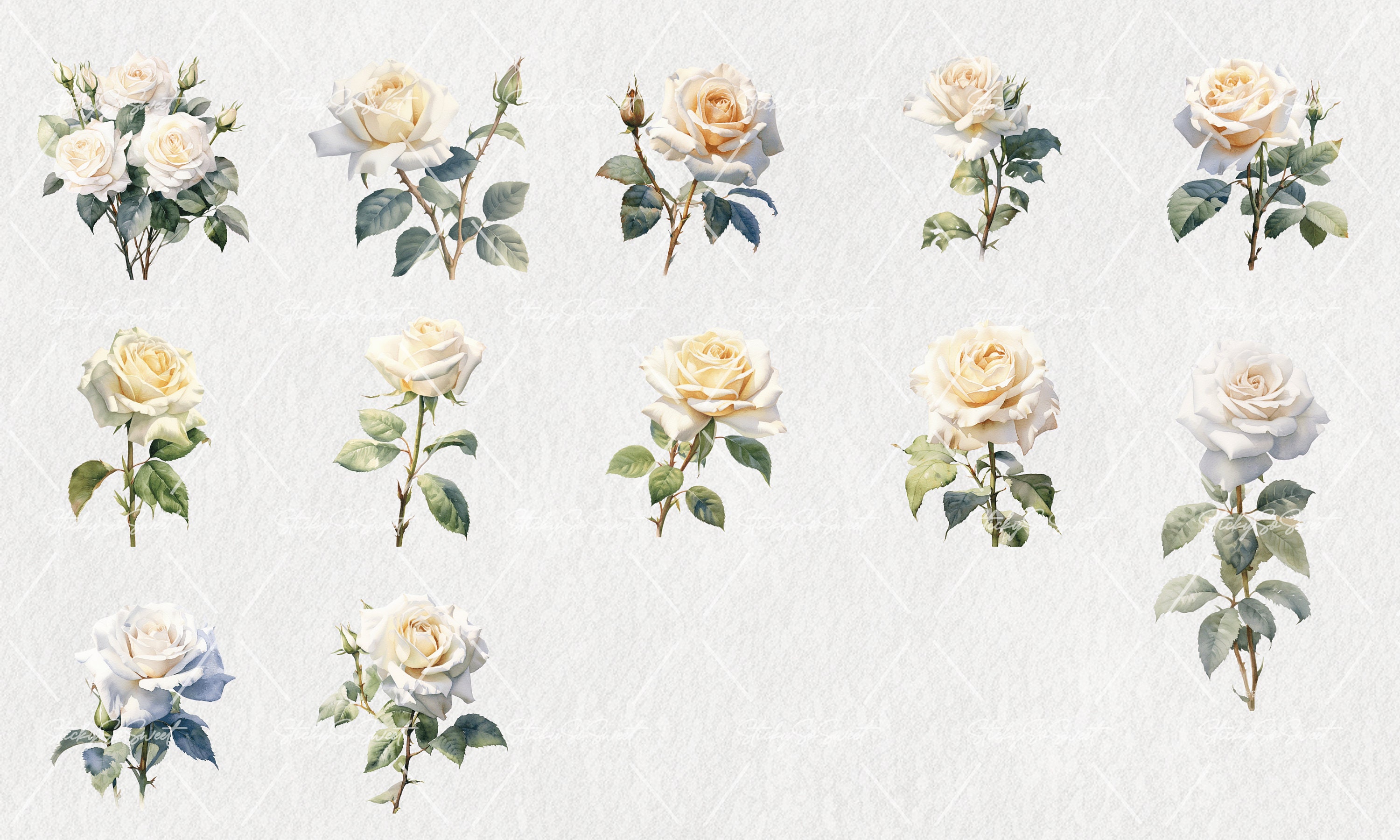 Watercolor White Rose Bundle Clipart PNG Commercial Use - Etsy