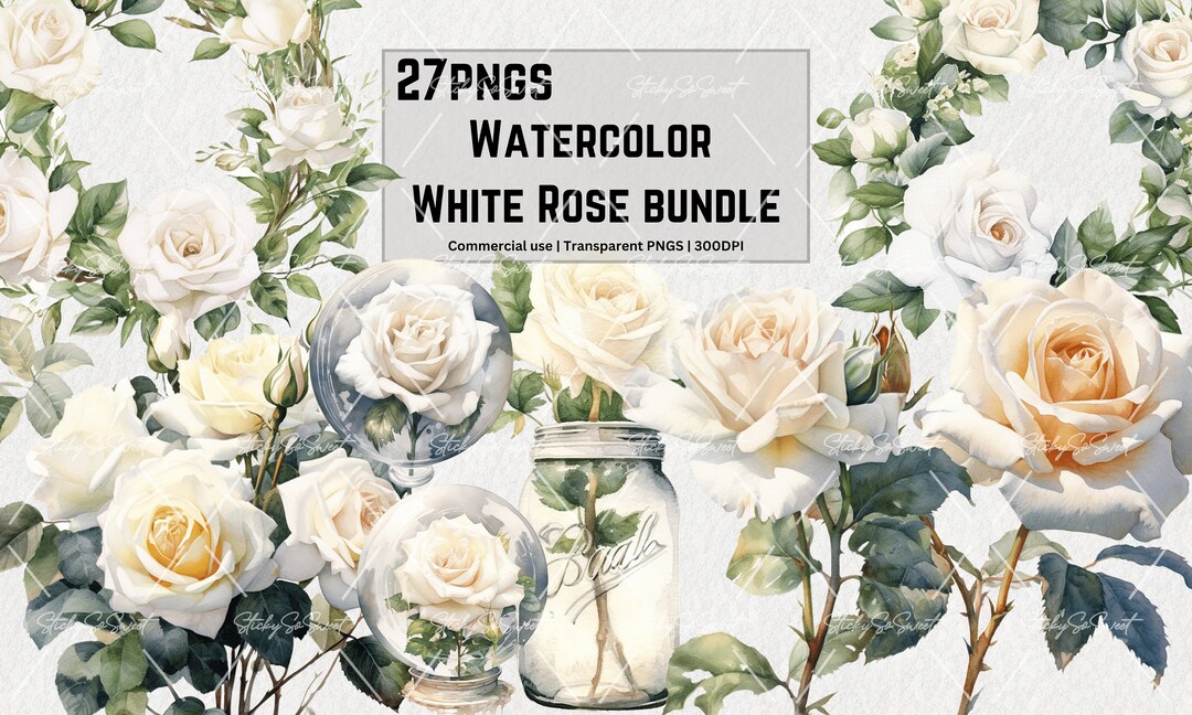 Watercolor White Rose Bundle Clipart PNG Commercial Use - Etsy