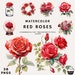 Watercolor Red Rose Bundle Clipart | PNG | Commercial Use | Instant ...