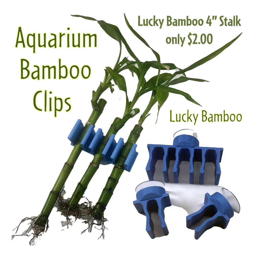 Aquarium Lucky Bamboo Clips Spiral & Straight Stalk Lucky Bamboo, Feng ...