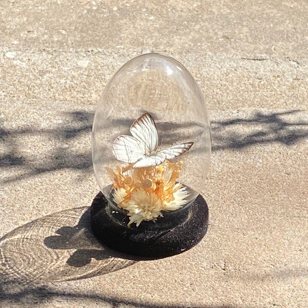 Butterfly Terrarium - Etsy
