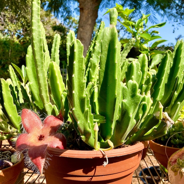 Stapelia - Etsy