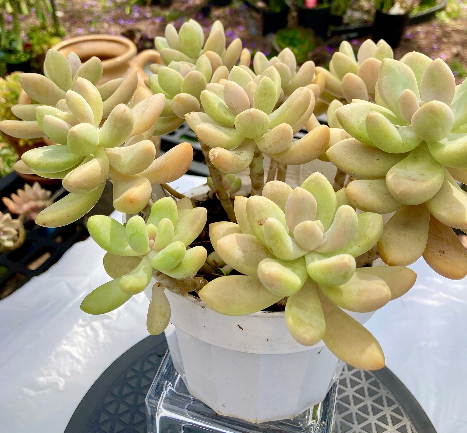 Beautiful Mature Graptosedum 'blue Giant' - A Real Bargain! - Etsy