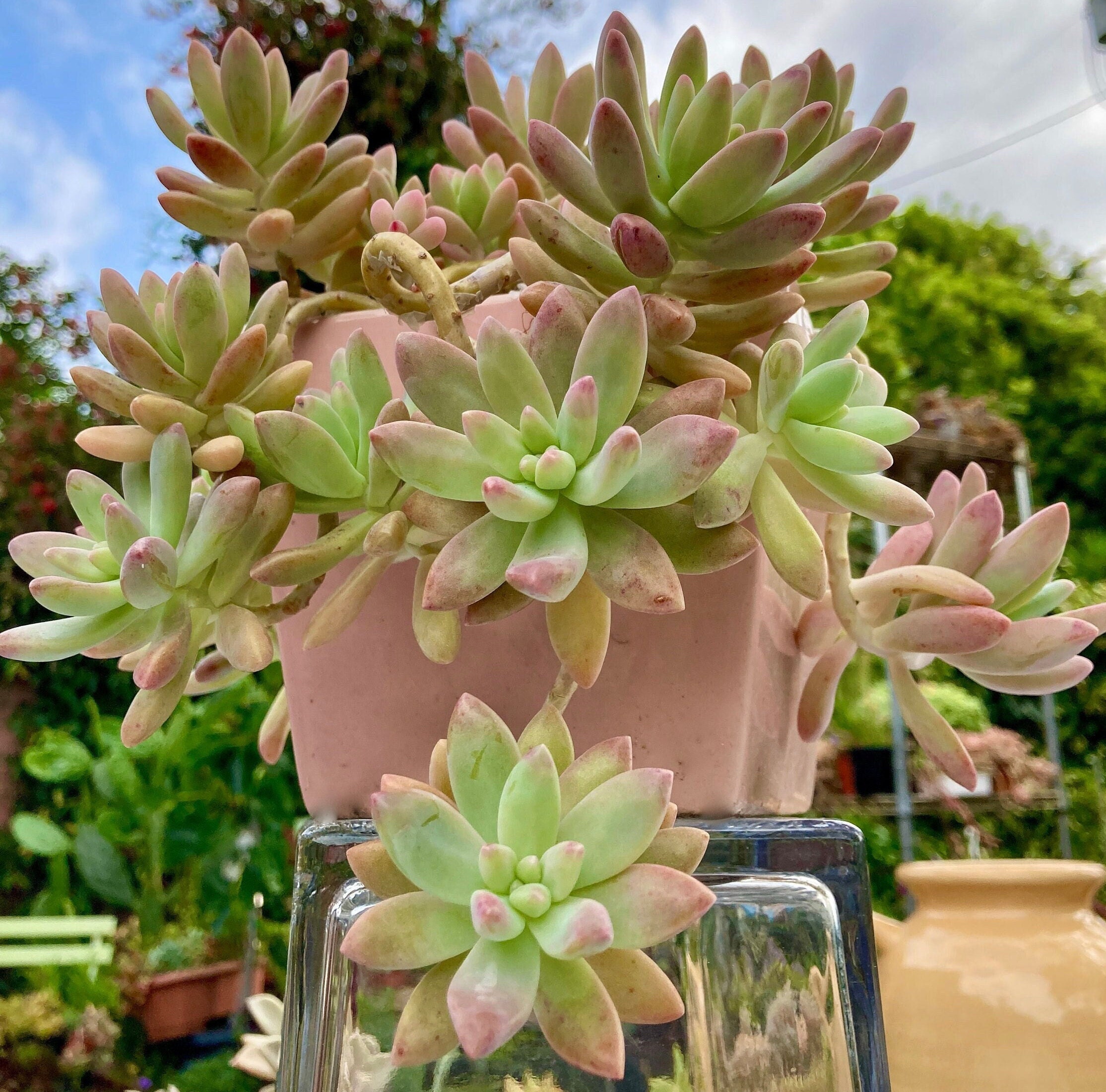 Gorgeous Mature Elongated Stems Graptosedum 'francesco Baldi' - Etsy