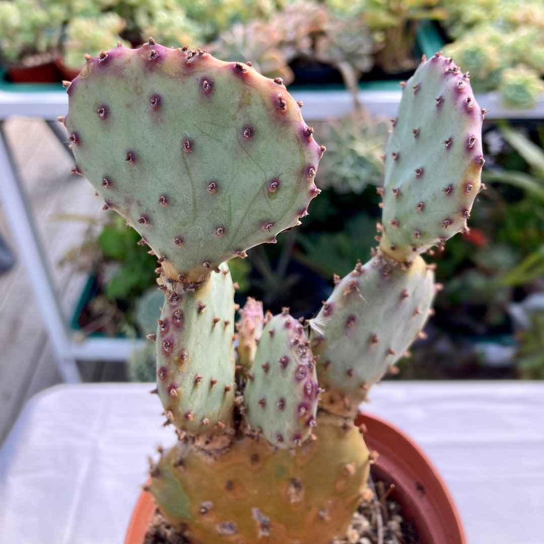 Santa Rita Cactus in 4 Inch Pot - Etsy