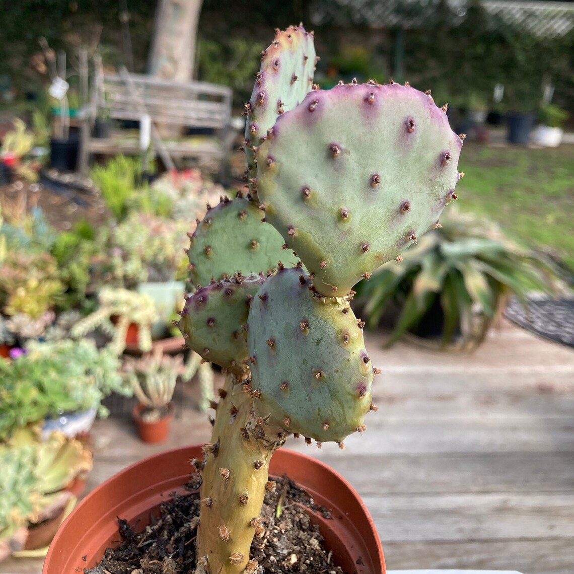 Santa Rita Cactus in 4 Inch Pot - Etsy