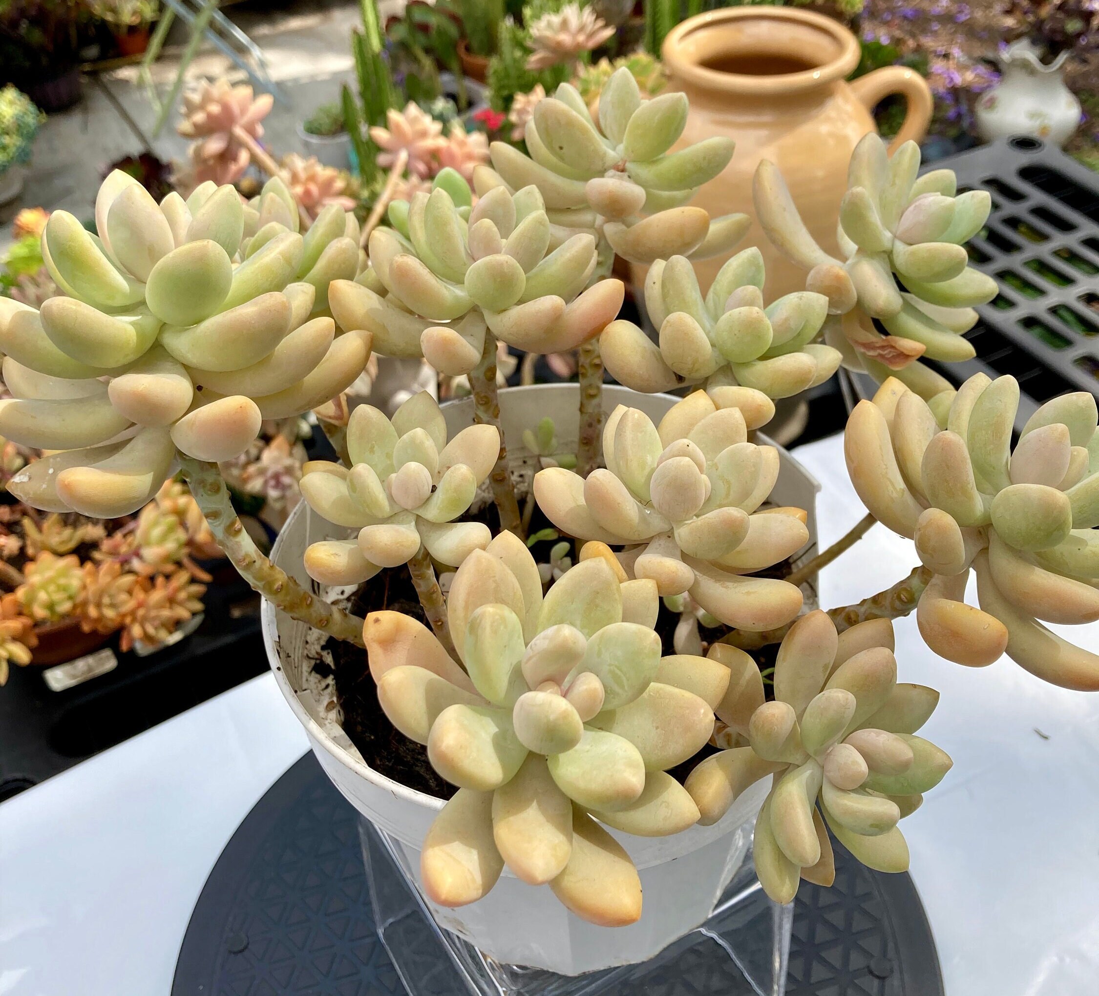 Beautiful Mature Graptosedum 'blue Giant' A Real Bargain - Etsy