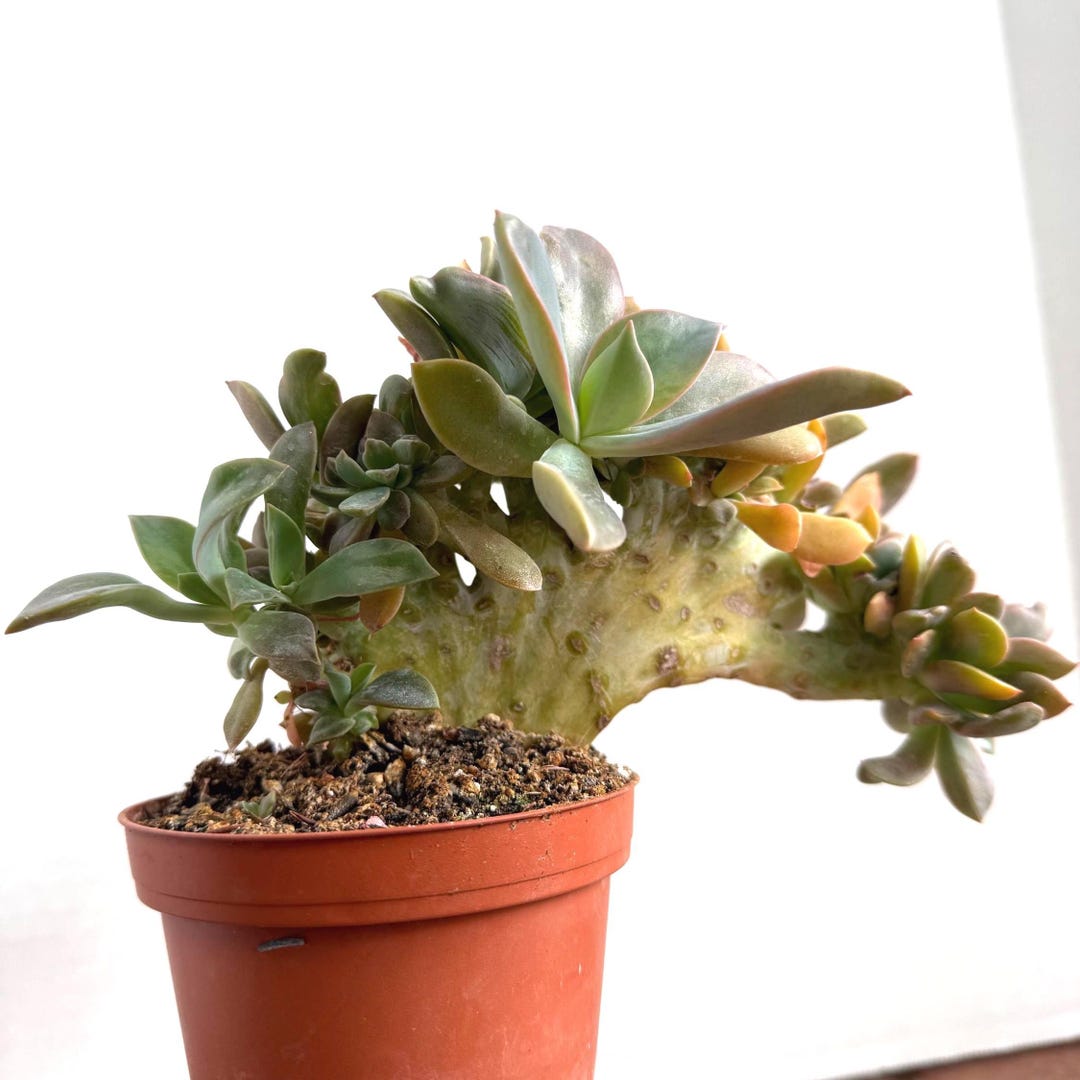 Gorgeous Graptoveria Fred Ives Crested in 4 Inch Pot. Message Seller ...