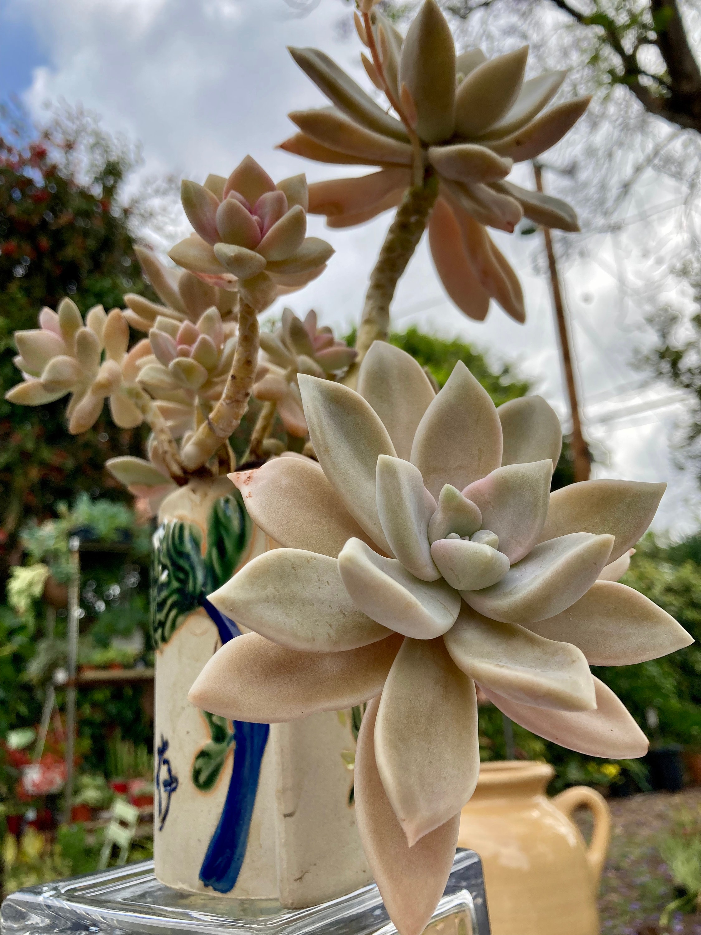 Gorgeous Mature Elongated Stems Graptopetalum Paraguayense - Etsy