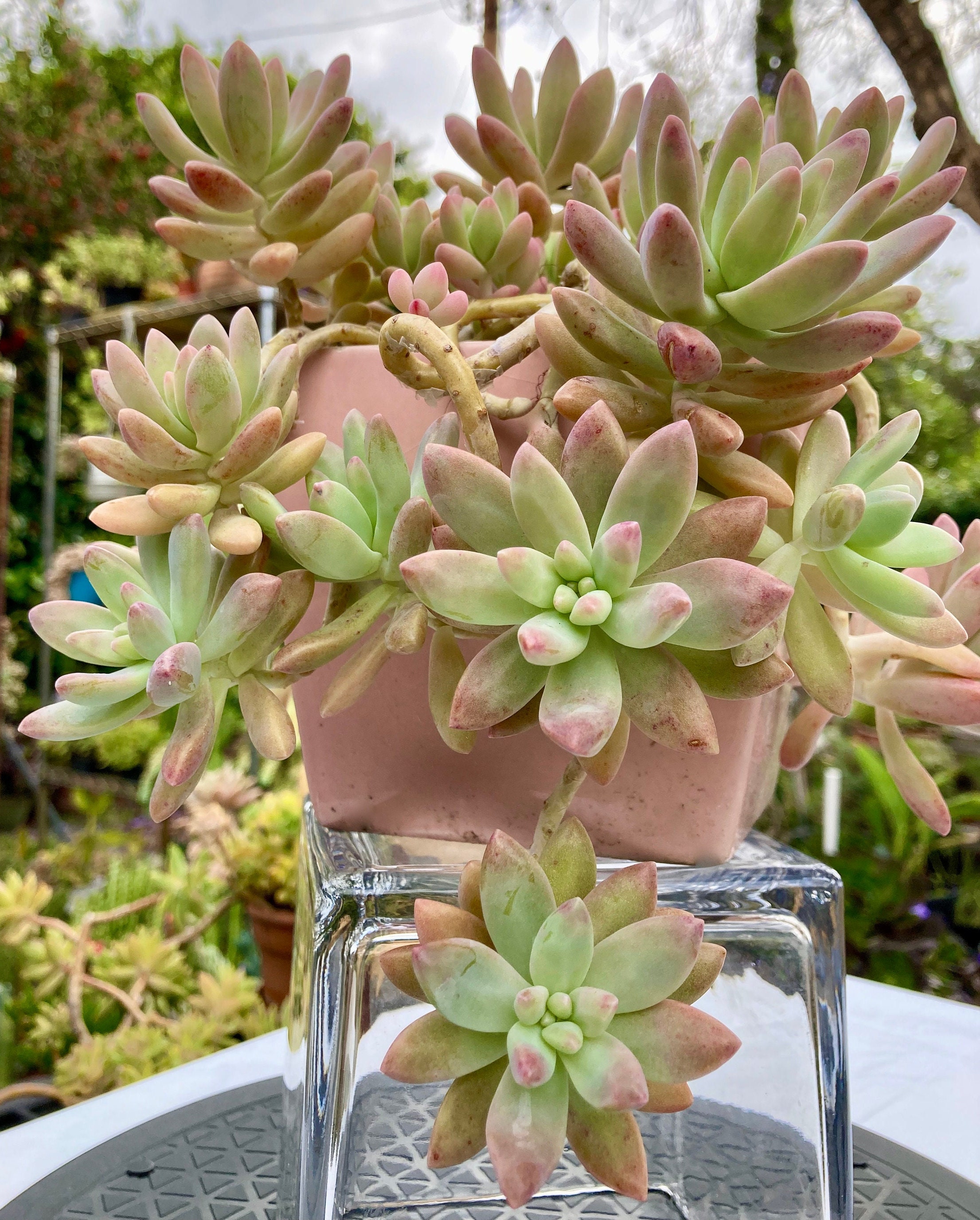 Gorgeous Mature Elongated Stems Graptosedum 'francesco Baldi' - Etsy